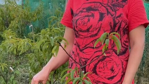 derevosad | Двухлетний персик на карликовом подвое | Дзен