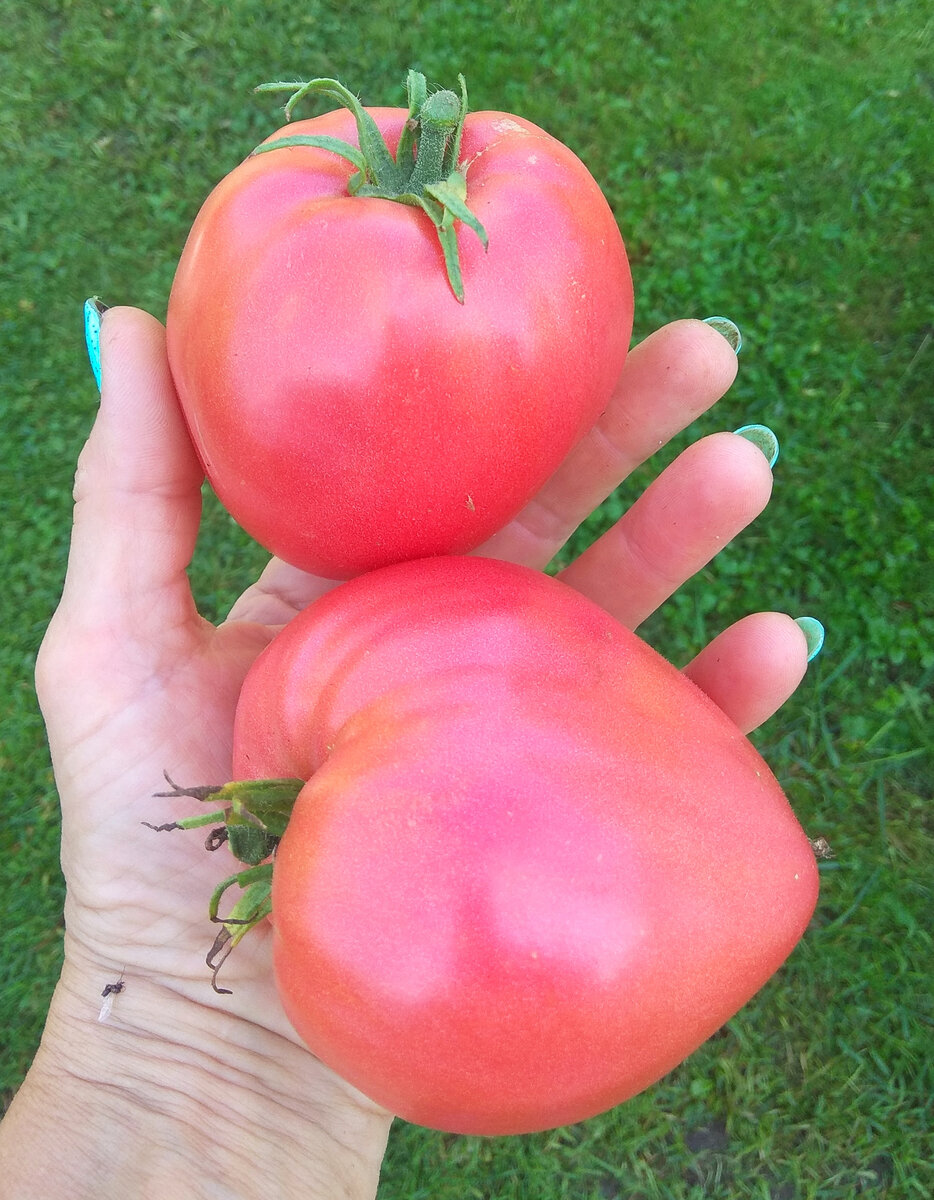 Моя коллекция томатов на сезон 2023г. Семена, готовые к продаже, часть ...