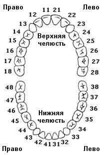 Как считают зубы стоматологи? Нумерация для взрослых и детей ...