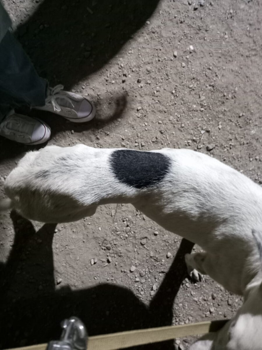 Мы едем в зону затопления. НУЖНА ПОМОЩЬ 🙏 | "ЛабраДом" - для собак в ...