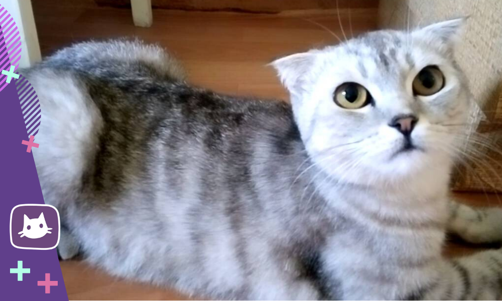 🐱Давать ли кошкам «Антисекс»: взвесьте все плюсы и минусы | Нос, хвост ...