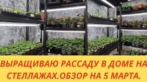 Как вырастить рассаду цветов и овощей в доме.Обзор рассады на 5 марта ...