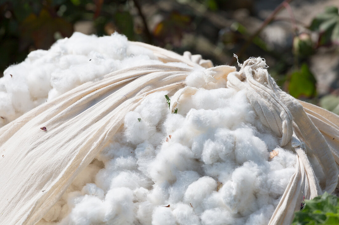 Как собирают хлопок в Узбекистане | Тревел на всю голову | Дзен