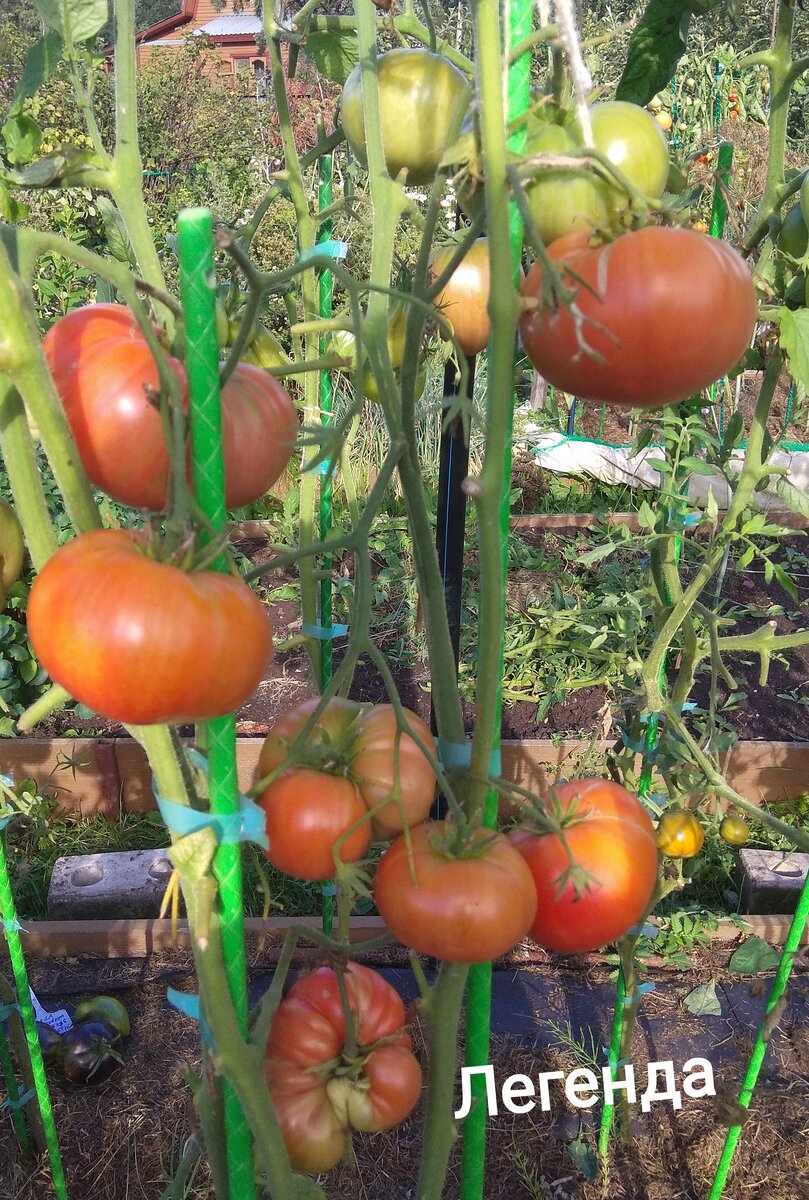 Моя коллекция томатов на сезон 2023г. Семена, готовые к продаже, часть ...