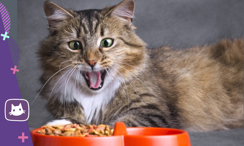🐱Кошачий корм или натуральное питание: плюсы, минусы, польза или вред ...