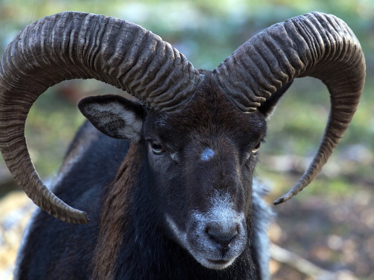 Профессии, которые подходят для Козерогов | Астролог Мария Талис | Дзен