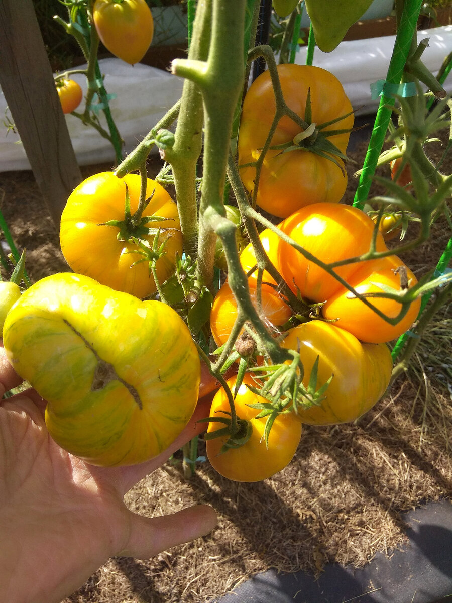 Моя коллекция томатов на сезон 2023г. Семена, готовые к продаже, часть ...