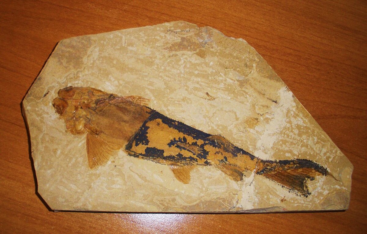 Пресноводные рыбы прошлого. Часть 8 | ДартСлава | Дзен