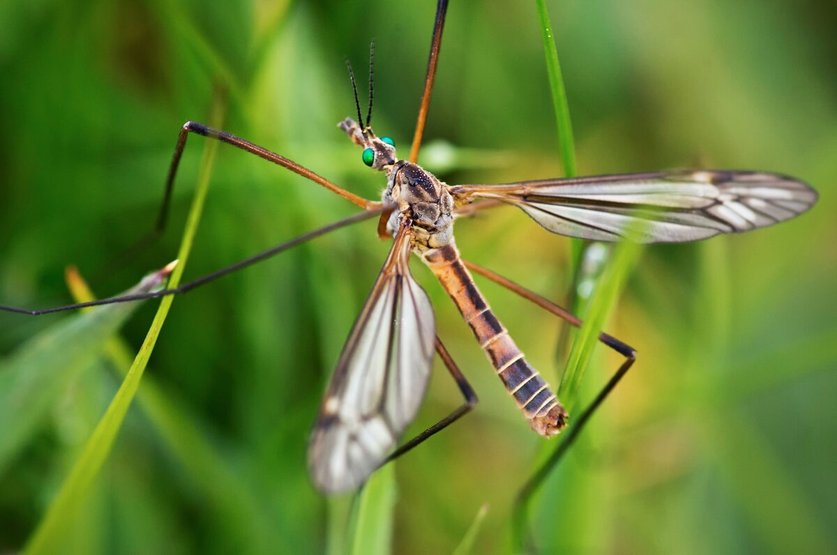 Его ошибочно зовут «Малярией». Комар, которого незаслуженно боятся | НП ...
