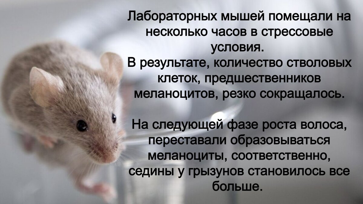 Ученые назвали причину ранней седины. 5 способов вернуть волосам ...