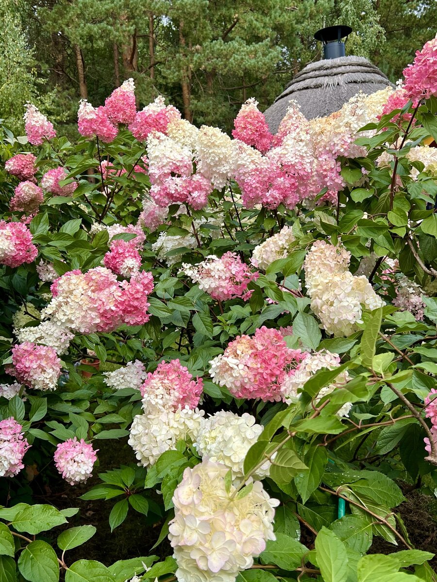 Гортензии большие и маленькие | Гортензии, хвойные, 🌷любимый сад | Дзен