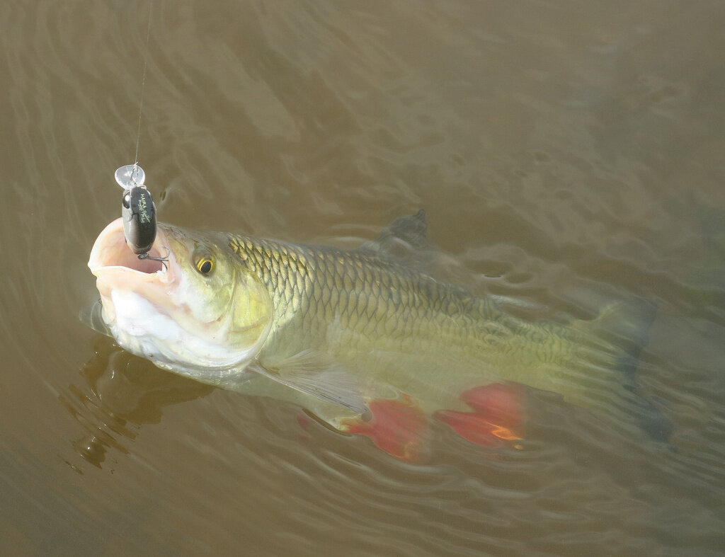 Haira Tiny 33F - уловистая и недорогая приманка для спиннинговой ловли ...