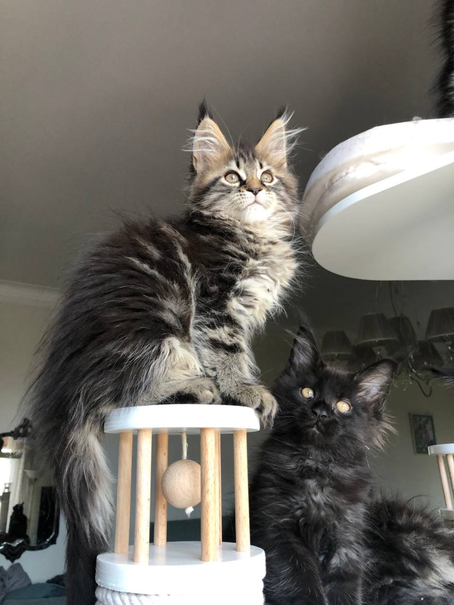 Мейн-куны. Шерсть в жкт, безоары. Что можно сделать для профилактики ...