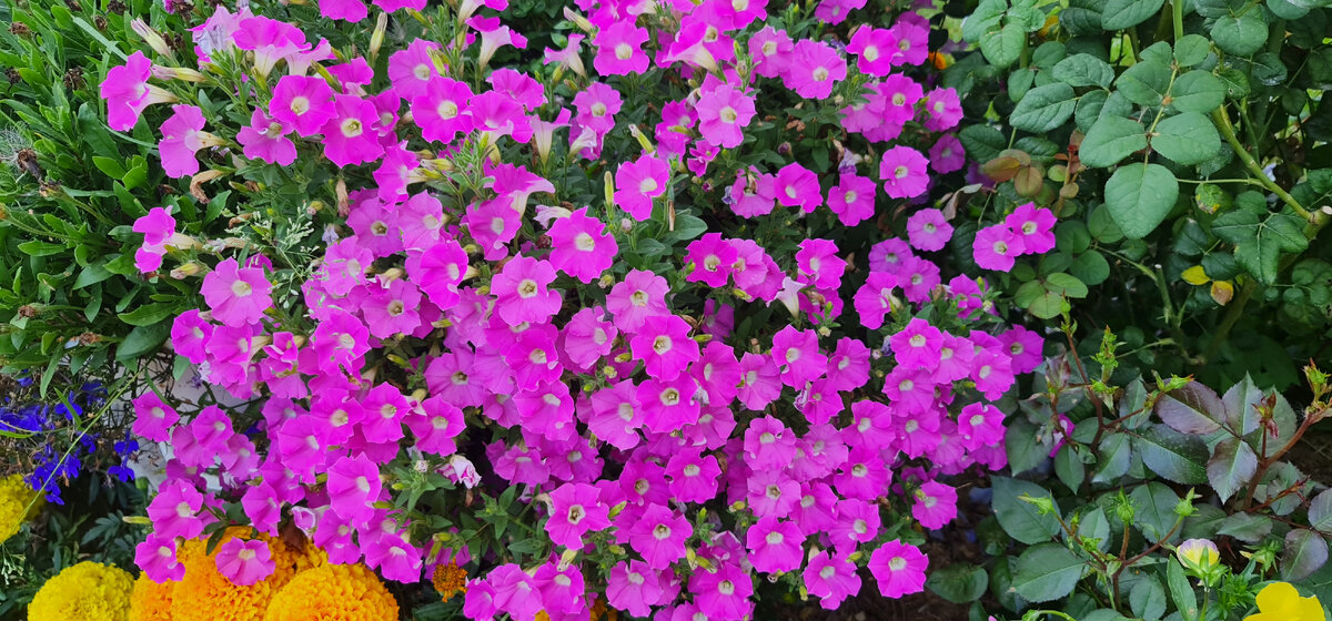 Как вырастить шикарные петунии. Главное это сорта | Юлия 🌸Цвет'ОК🌸 | Дзен