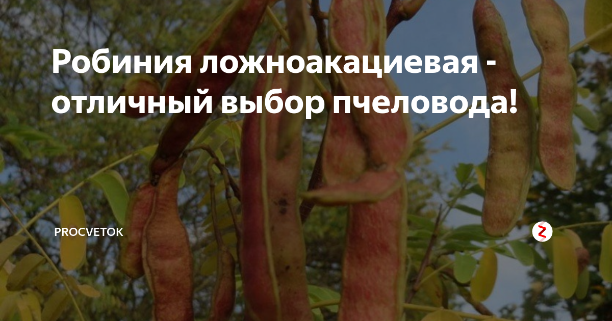 Робиния ложноакациевая - отличный выбор пчеловода! | Procvetok | Дзен