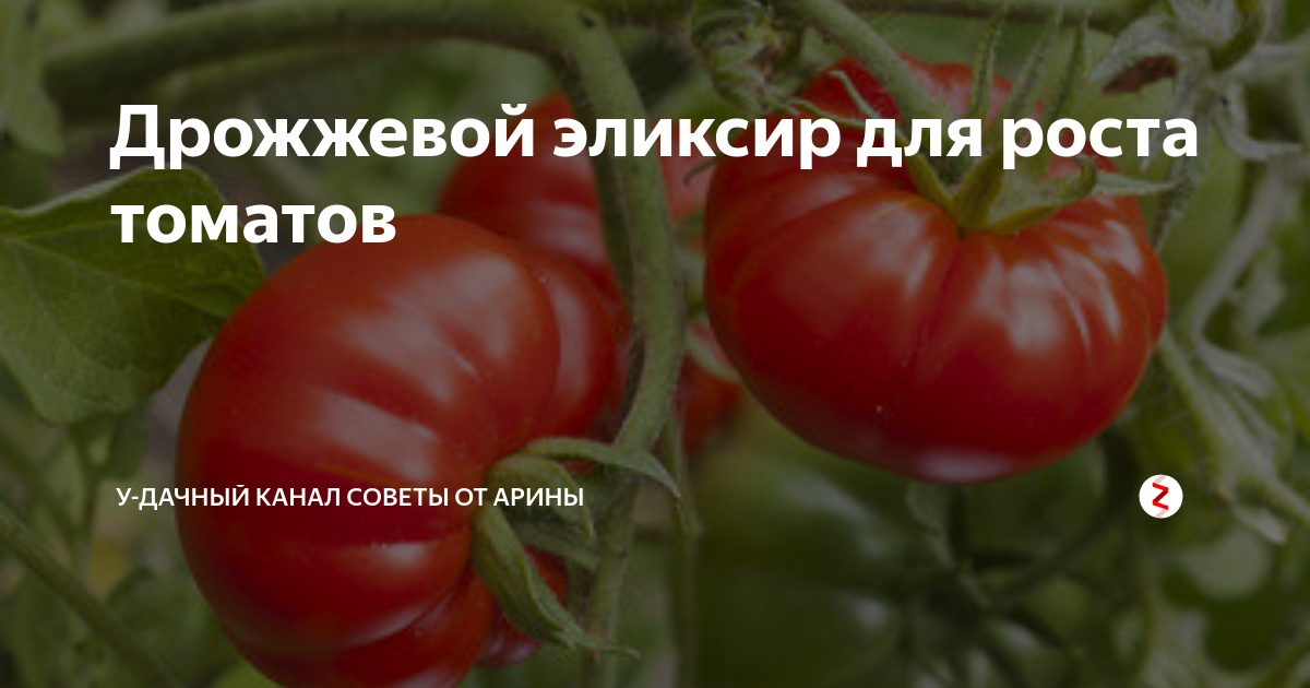 Дрожжевой эликсир для роста томатов | У-Дачный канал советы от Арины | Дзен