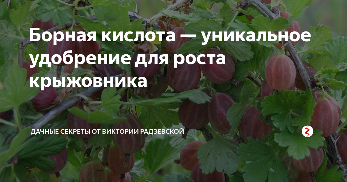 Борная кислота — уникальное удобрение для роста крыжовника | Виктория ...