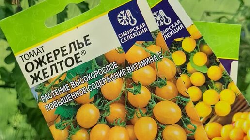 Парень из сада | Томат Ожерелье Жёлтое от Семена Алтая | Дзен
