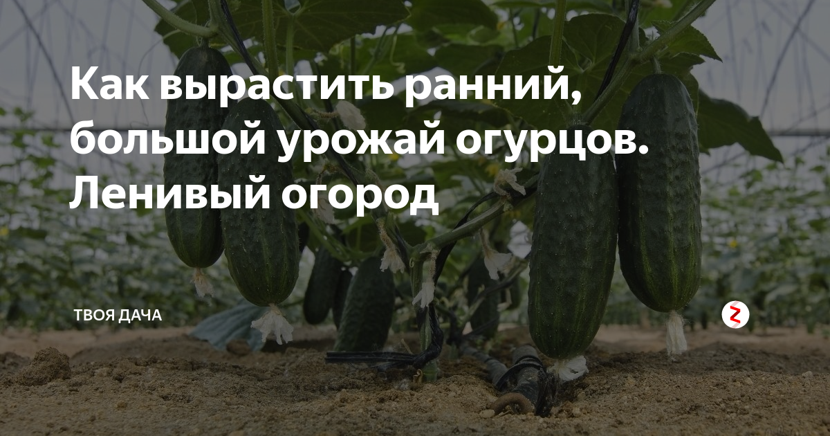 Как вырастить ранний, большой урожай огурцов. Ленивый огород | Твоя ...