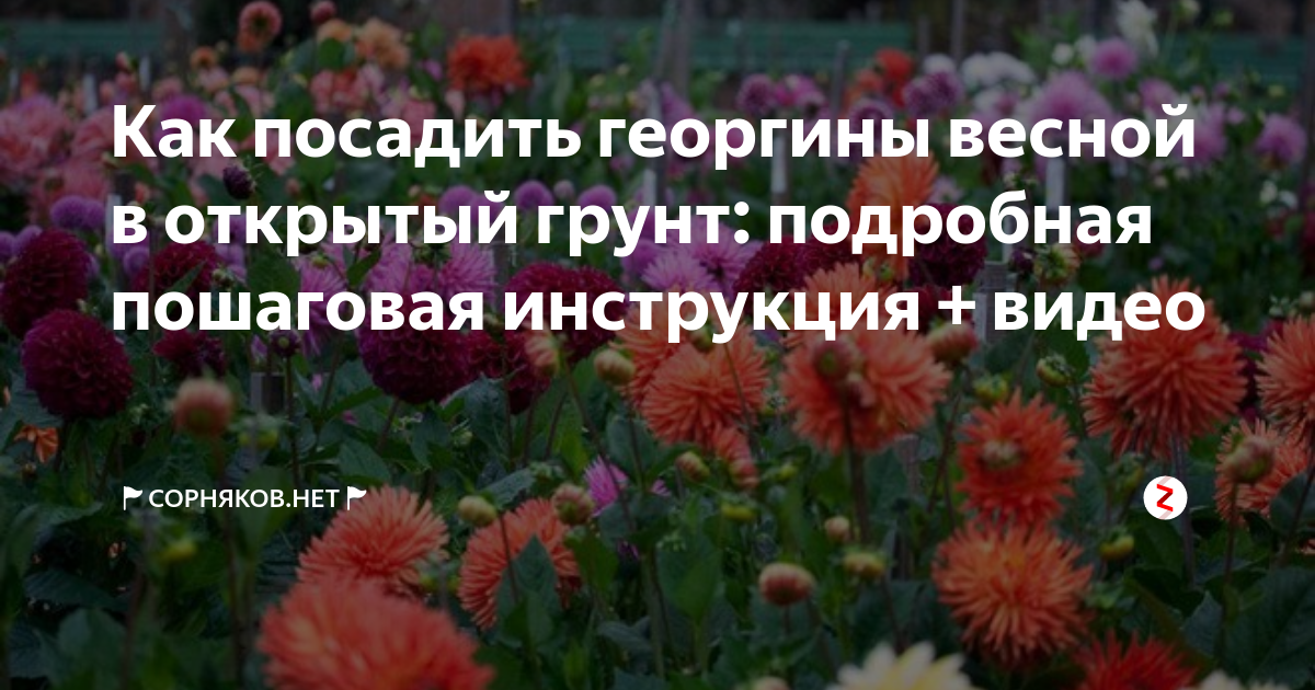 Как посадить георгины весной в открытый грунт подробная пошаговая