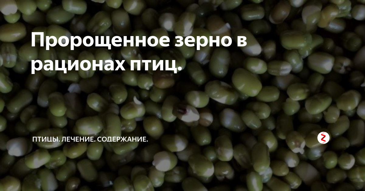 Пророщенное зерно в рационах птиц. | Птицы. Лечение. Содержание. | Дзен
