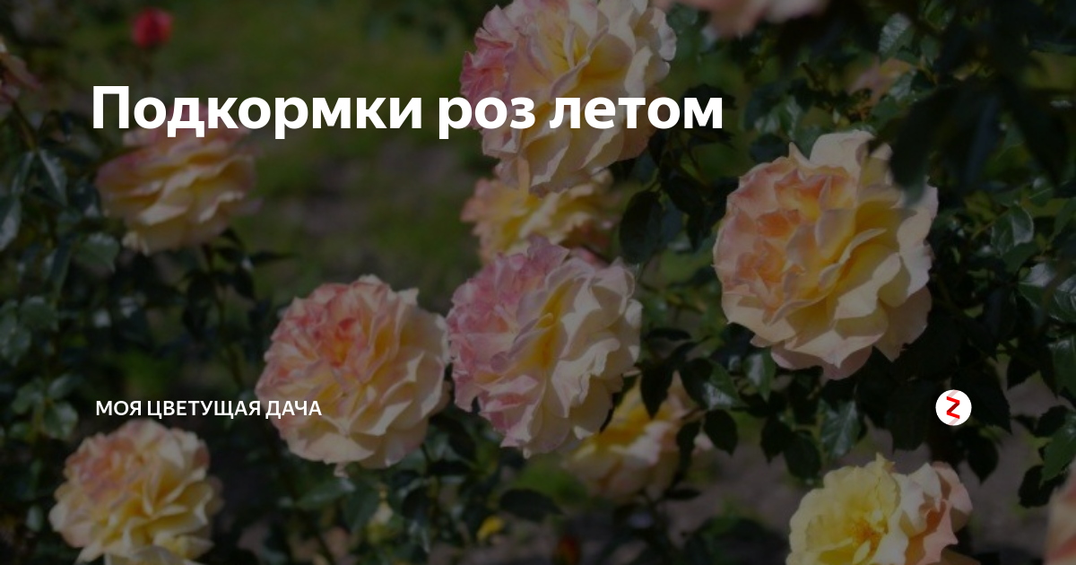 Подкормки роз летом | Дачный дневник пенсионерки | Дзен