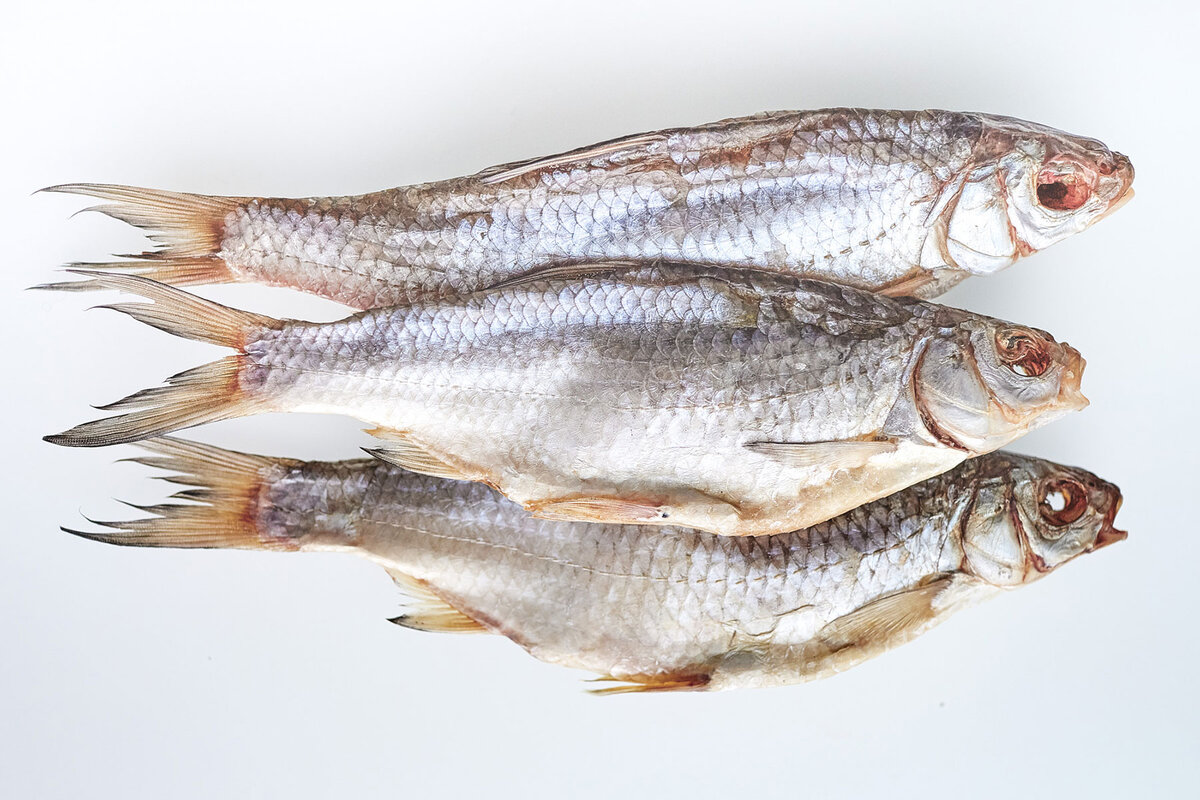 Вобла и плотва это один вид или разные? Ихтиологи решили провести ...