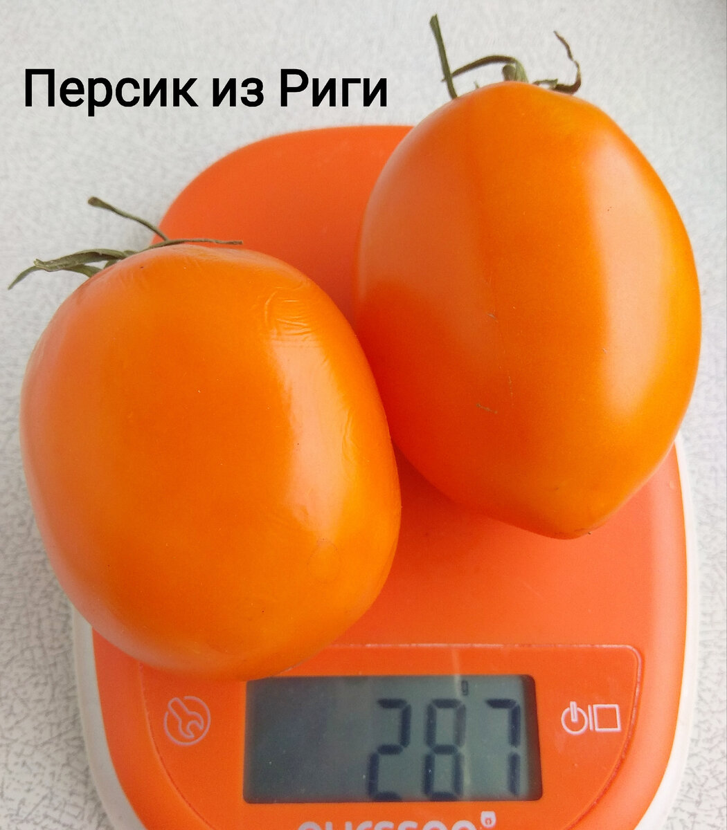 Моя коллекция томатов на сезон 2023г. Семена, готовые к продаже, часть ...