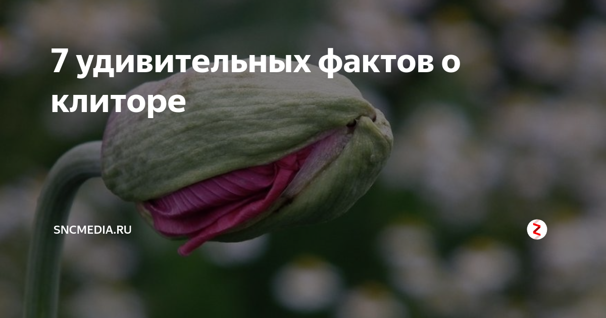 7 удивительных фактов о клиторе | sncmedia.ru | Дзен