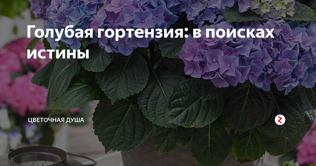 Голубая гортензия: в поисках истины | В окружении цветов. | Дзен