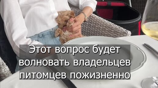 Лина Ханни эксперт-кинолог | Какой корм лучше для собак? Сухой или ...