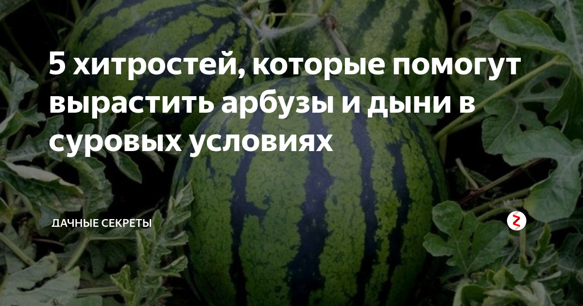 5 хитростей, которые помогут вырастить арбузы и дыни в суровых условиях ...