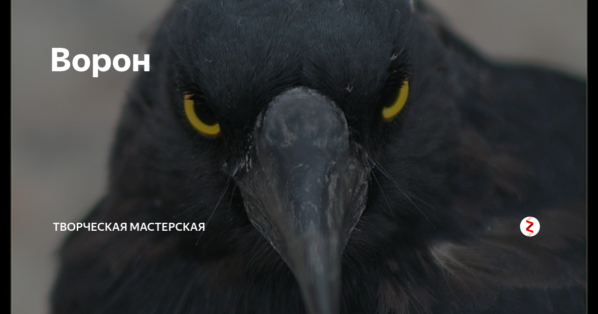 Ворон Творческая мастерская Дзен