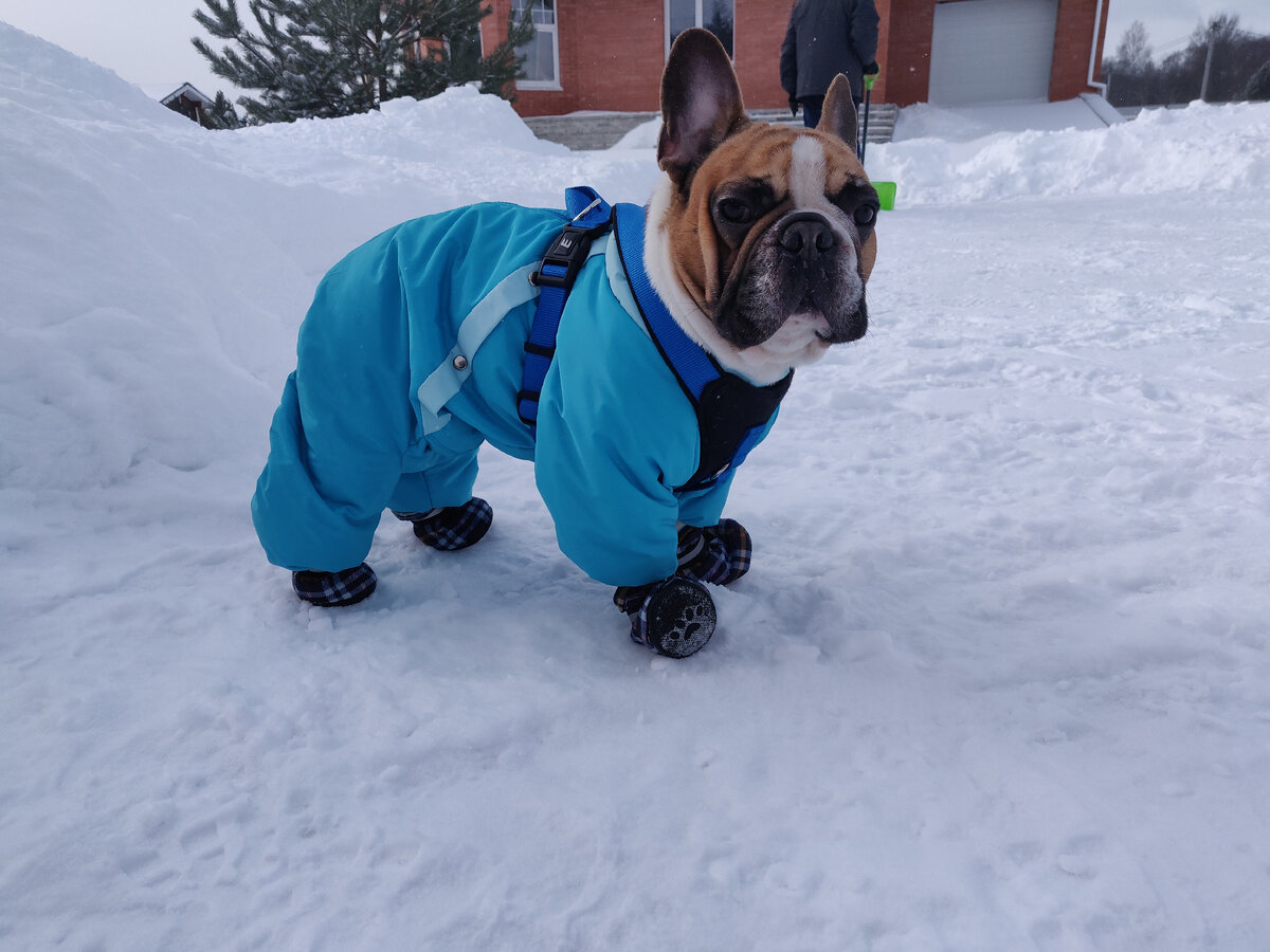 Как же трудно выйти на прогулку в -35 ° | Бульдожья Жизнь | Дзен