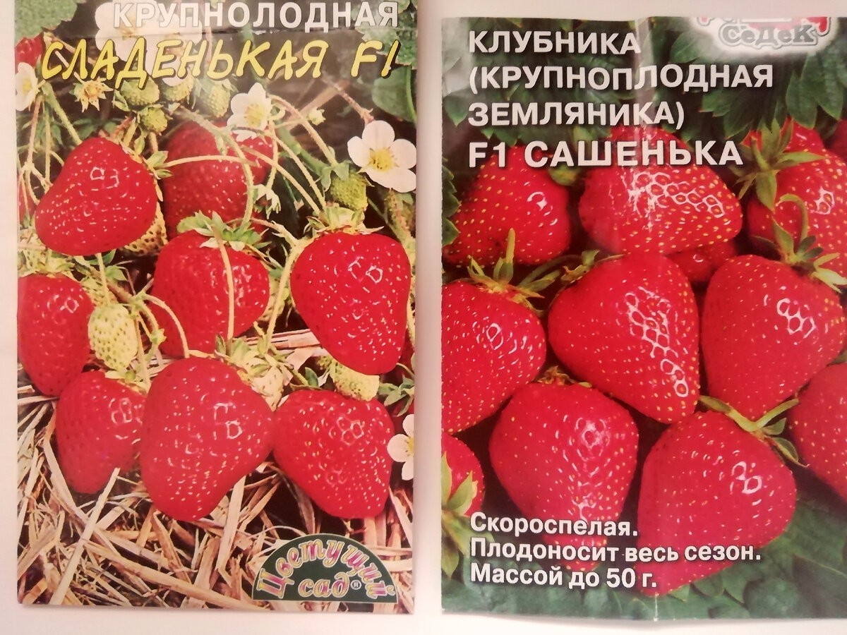 Декабрь: посев земляники садовой до стратификации... | Зелёное Царство ...