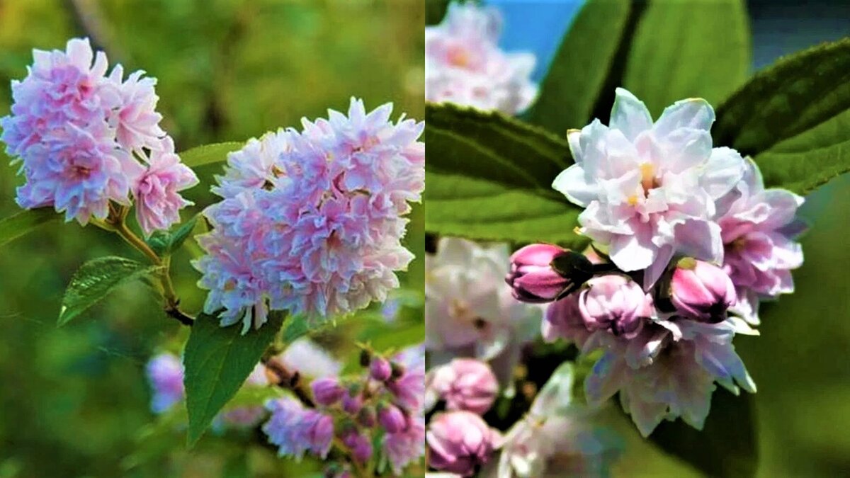 Неприхотливый кустарник с невероятно обильным цветением! | GardenLife ...
