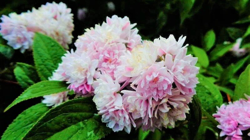 Неприхотливый кустарник с невероятно обильным цветением! | GardenLife ...