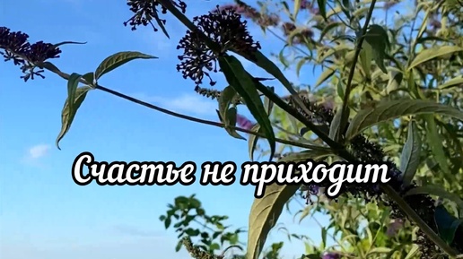 Mary Romanova | Не нужно искать счастье, оно у нас уже есть ️ # ...