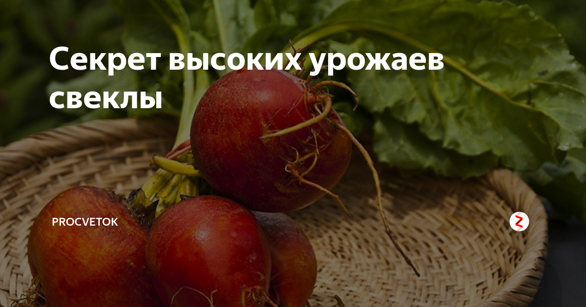 Секрет высоких урожаев свеклы | Procvetok | Дзен