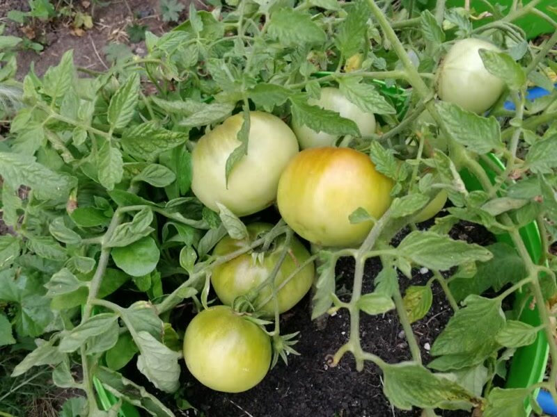 Низкорослые томаты для открытого грунта: 9 сортов, сама вырастила ...