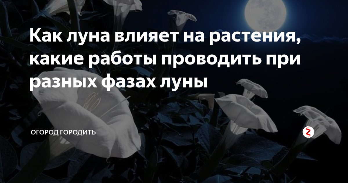 Как луна влияет на растения какие работы проводить при разных фазах