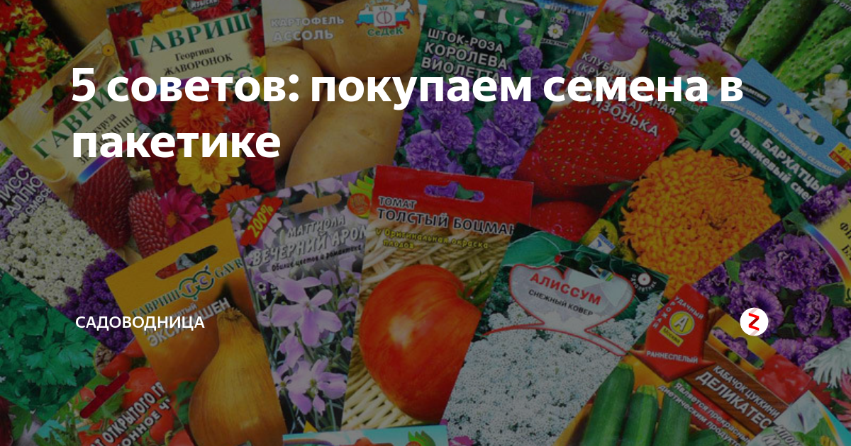 5 советов: покупаем семена в пакетике | Домоводница | Дзен