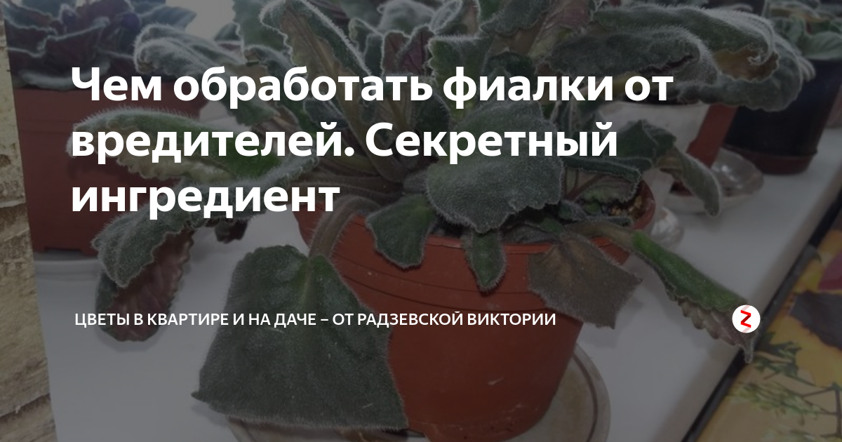Чем обработать фиалки от вредителей. Секретный ингредиент | Цветы в ...