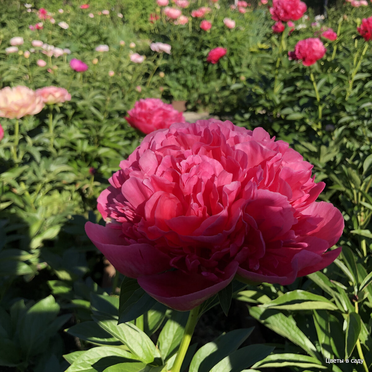 Разбираемся с сортами: "Glowing Raspberry Rose" или "Raspberry Fluff" | Цветы в саду | Дзен