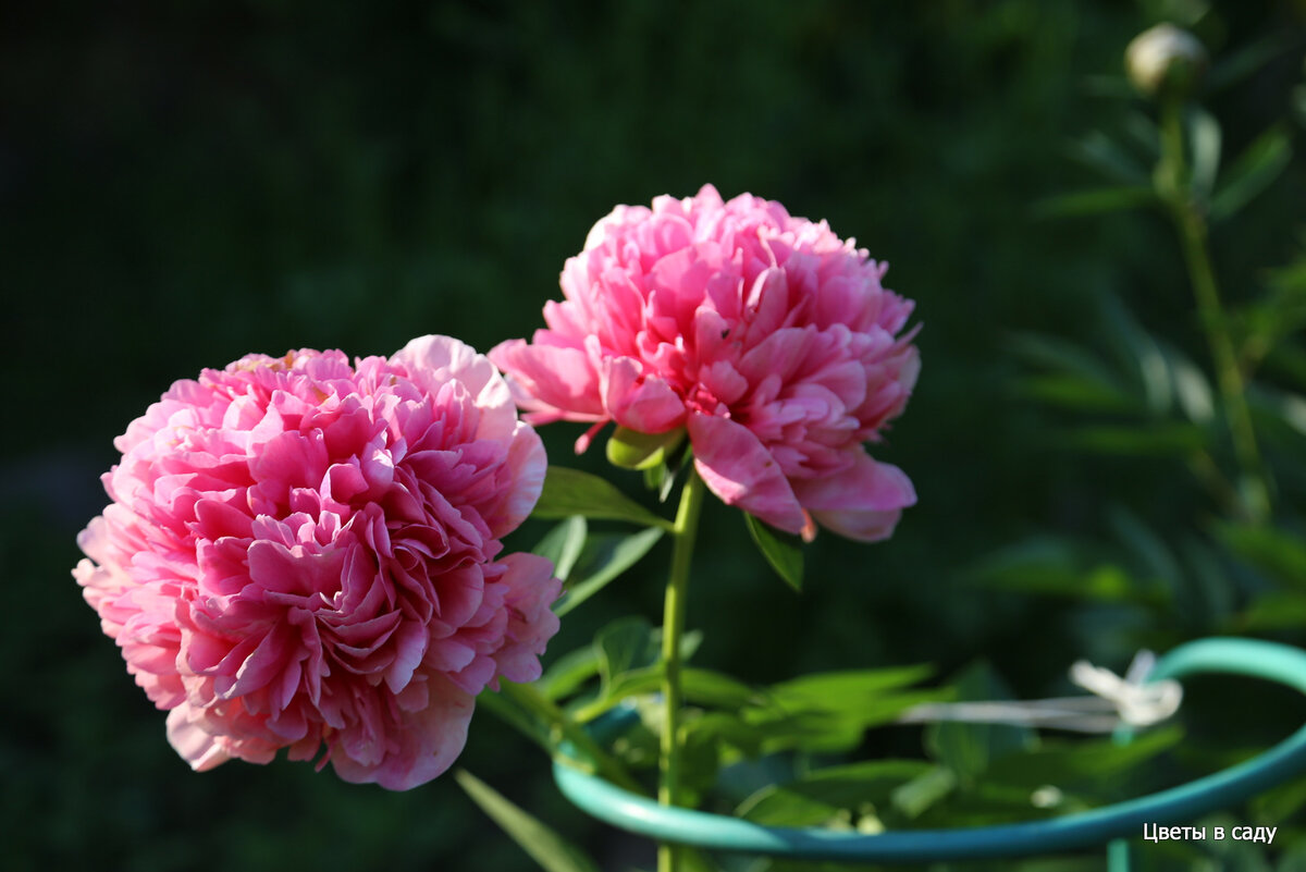 Разбираемся с сортами: "Glowing Raspberry Rose" или "Raspberry Fluff" | Цветы в саду | Дзен