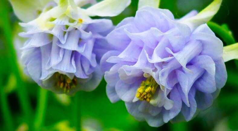 Самые неприхотливые цветы для тенистых мест в саду | GardenLife | Дзен