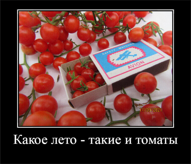 2 ) Дикие сладкие помидоры Свит Пиа | Да цветёт оно всё . . . ! ! ! | Дзен