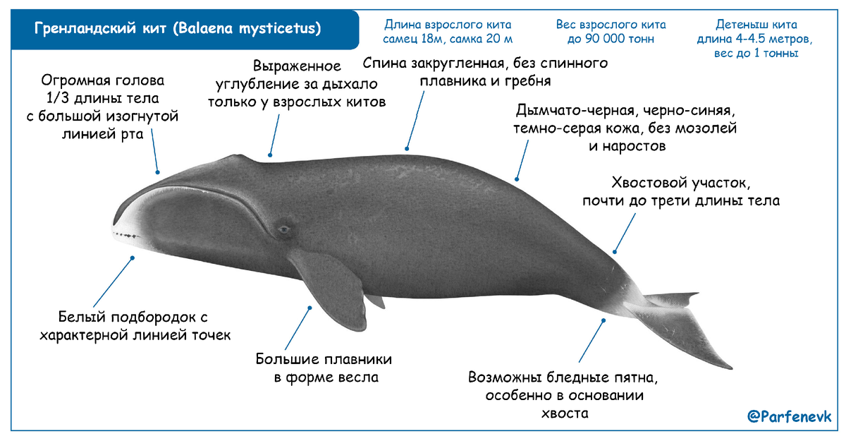 Гренландский кит: Хранитель Арктики | Место на Земле с Парфеньевым ...