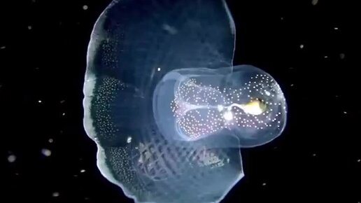 Канал Наука | Редкая находка. На видео попала морская бабочка ...