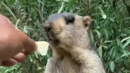 RUTUBE | Это проявление заботы 💗 Смотри смешные видео с животными на #RUTUBE 👉 https://clck.ru ...